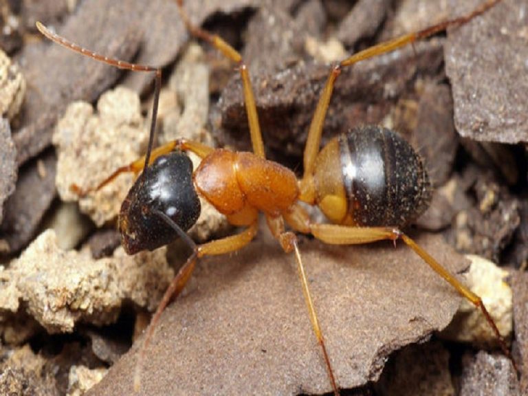 Banded Sugar Ant – Tackle | Fumigation, Pest Control & Cleaning