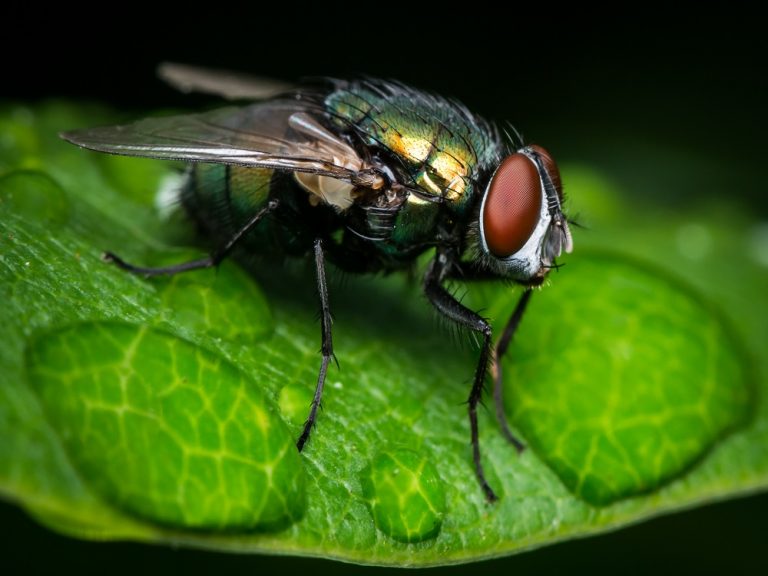 Bottle Fly – Tackle | Fumigation, Pest Control & Cleaning