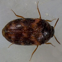 BEETLES – Tackle | Fumigation, Pest Control & Cleaning