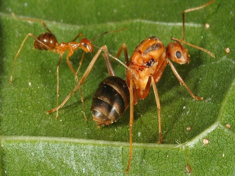 Crazy Ant – Tackle | Fumigation, Pest Control & Cleaning