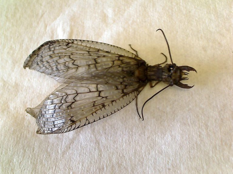 Dobson Fly – Tackle | Fumigation, Pest Control & Cleaning