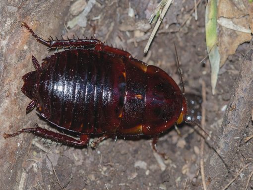 Florida Woods Cockroach – Tackle | Fumigation, Pest Control & Cleaning