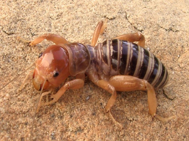 Jerusalem Cricket – Tackle | Fumigation, Pest Control & Cleaning
