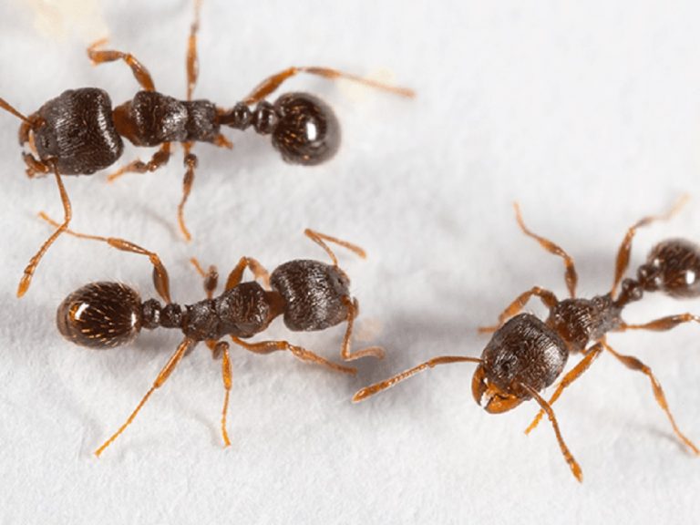 Pavement Ant – Tackle | Fumigation, Pest Control & Cleaning