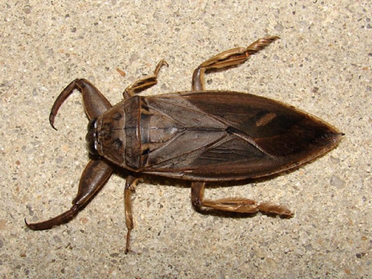 Water Bug – Tackle | Fumigation, Pest Control & Cleaning