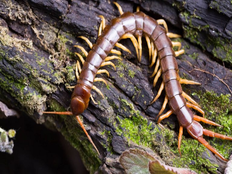 Centipede – Tackle | Fumigation, Pest Control & Cleaning
