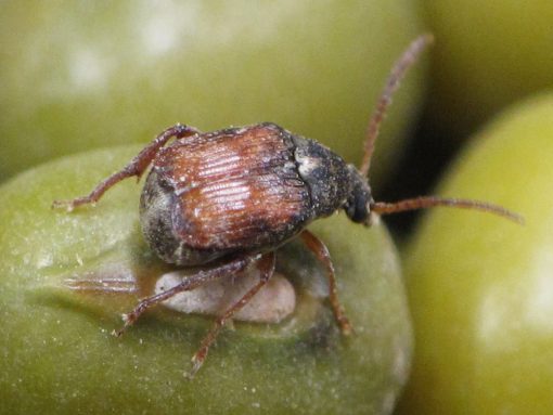 Cowpea Weevil – Tackle | Fumigation, Pest Control & Cleaning