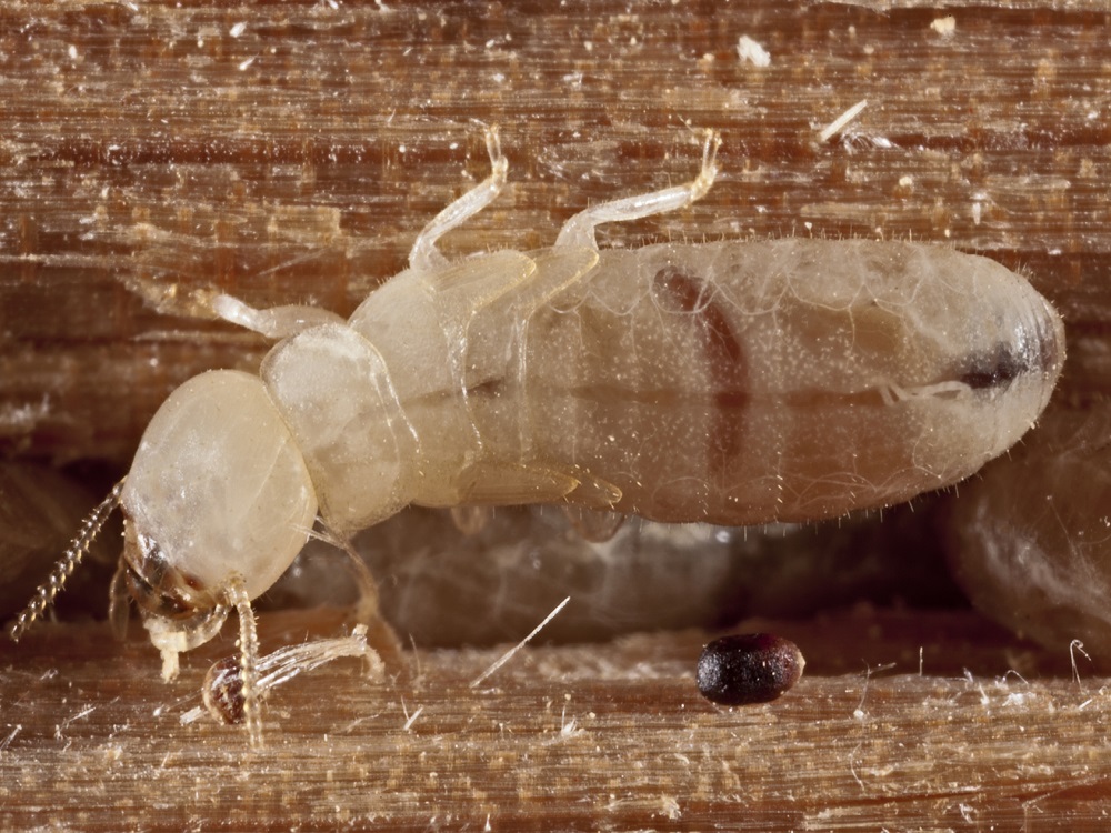 Drywood Termite – Tackle | Fumigation, Pest Control & Cleaning