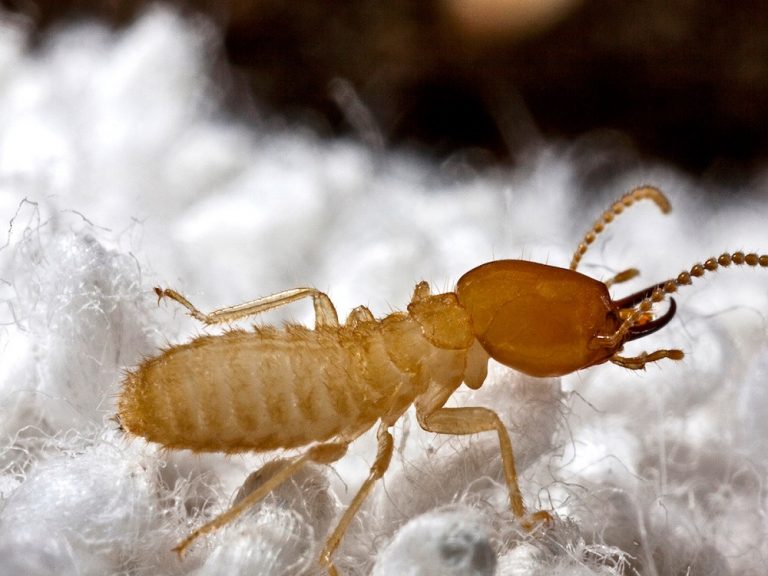 Formosan Termite – Tackle | Fumigation, Pest Control & Cleaning