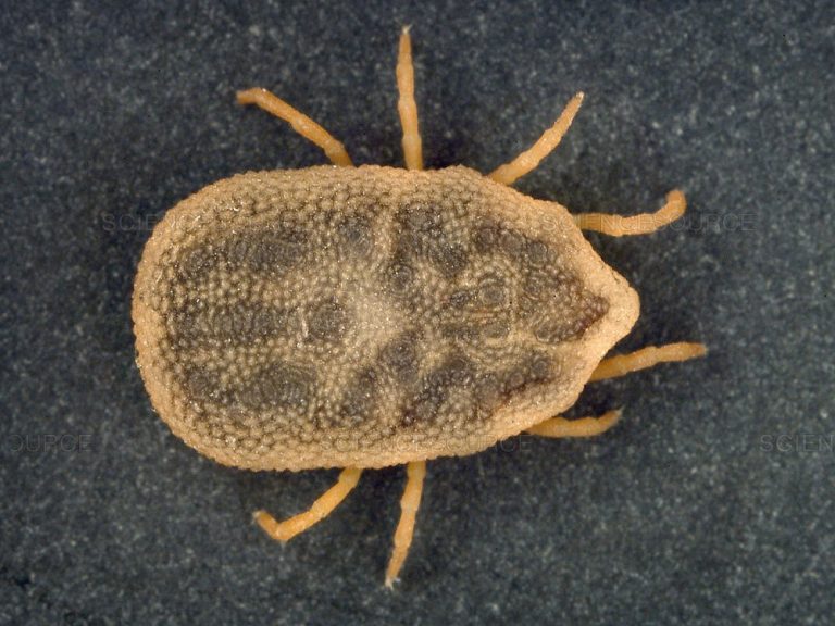 Soft Tick – Tackle | Fumigation, Pest Control & Cleaning